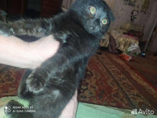 Шотландская вислоухая кошка