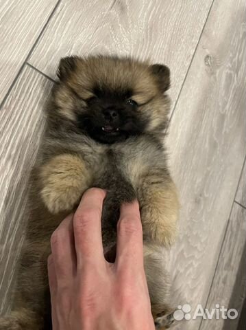 Померанский шпиц медвежьего типа