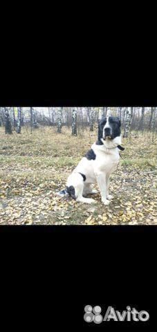 Вязка алабай кобель