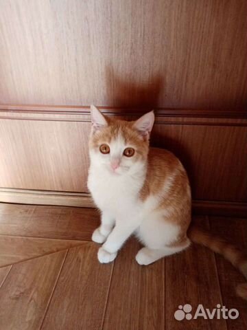 Котенок (4мес.)