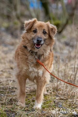 Замечательная собака Злата ищет семью