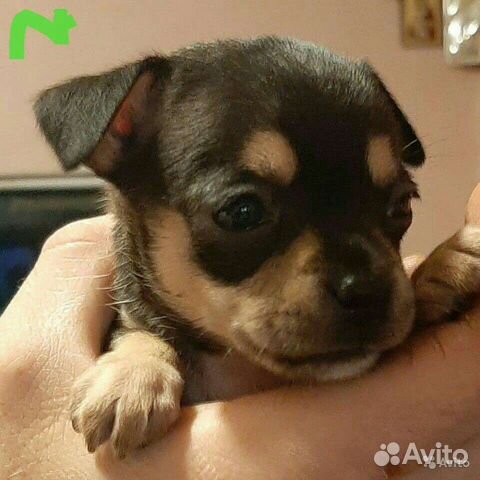 Красотка бижу