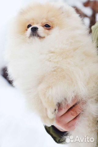 Померанский шпиц