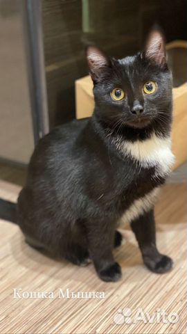 Кошка Мышка очень ищет свой дом