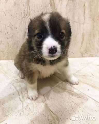 Щенки лапули