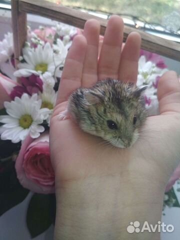 Хомяк кемпбела