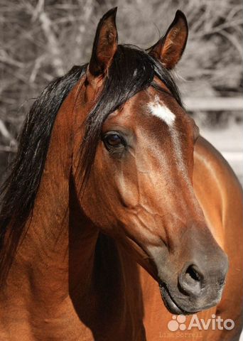 Продажа лошадей продается лошади