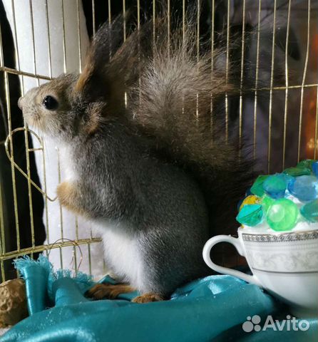 Белка алтайская