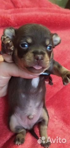 Мини той терьер