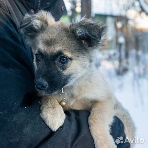 Прелестная Кнопочка щенок 3,5 мес будет небольшая