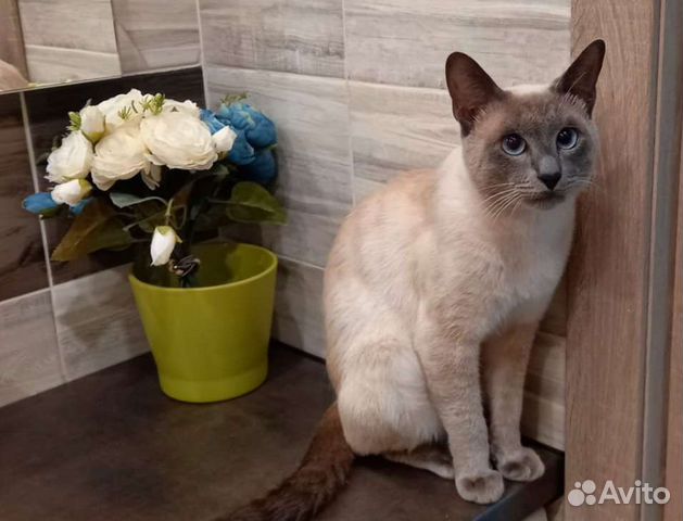 Кот на вязку