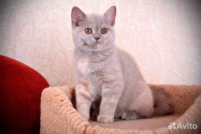 Очень красивый редкий окрас