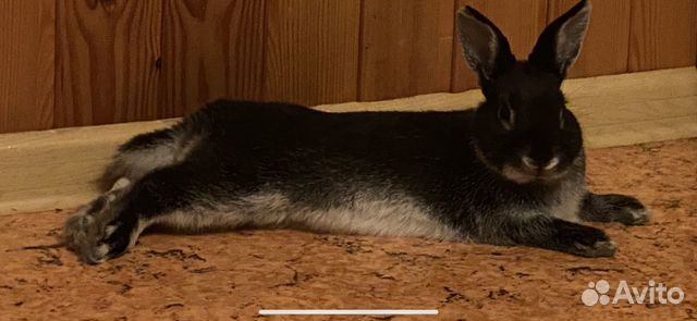 Нидерландский кролик с клеткой