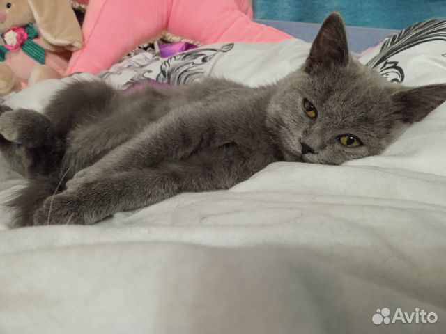 Котенок девочка британка 5 мес. приучена к лотку