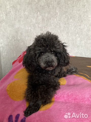 Той-пудель вязка