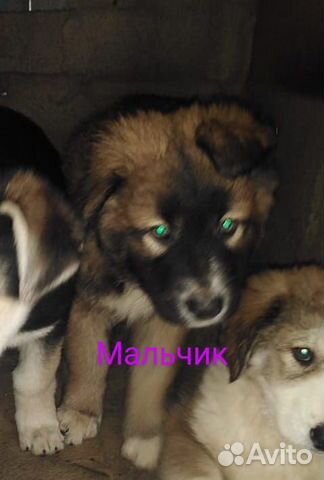 Щенки ищут родителей