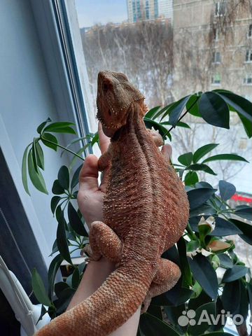 Бородатая агама