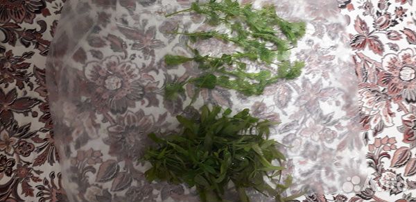 Аквариумные растения