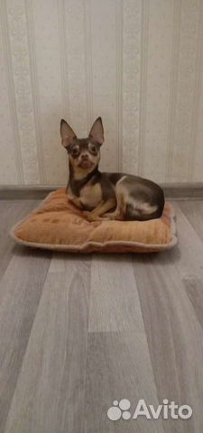 Собака русский той-терьер