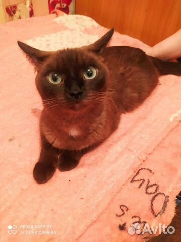 Кошечка тайской породы в поиске семьи и дома