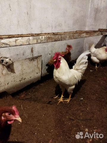 Подам молодых петухов. Апрелького вывода