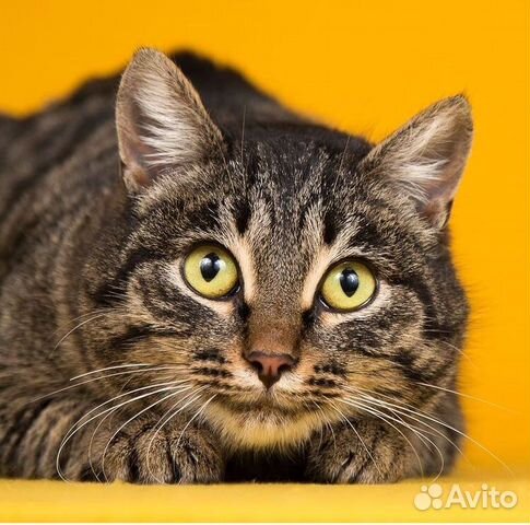 Кошка-Улыбака Вальда ждет семью