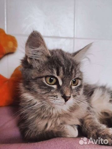 Кошечка пуховая в добрые ручки