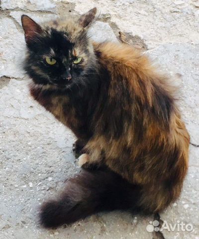 Кошечка-трехцветка на счастье