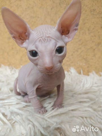 Донской сфинкс