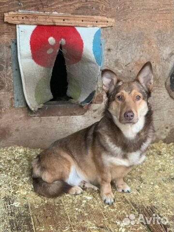 Пес очень ждет вашей помощи