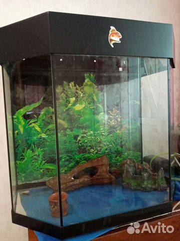 Аквариум