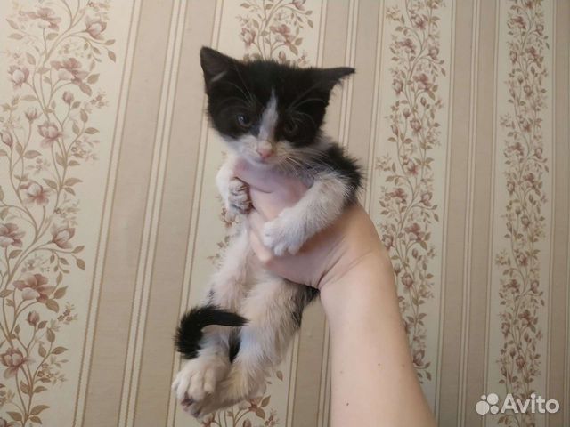 Полуторамесячный котенок девочка