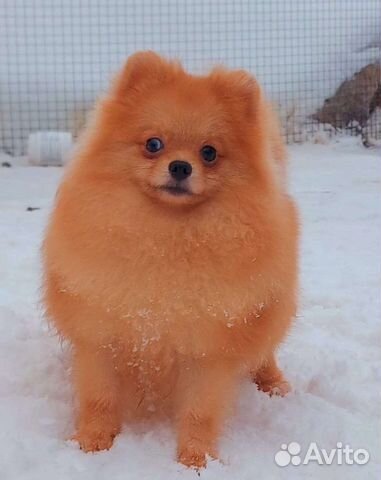 Подрощенный мальчик Чих