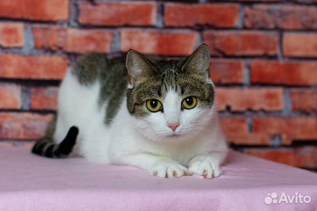 Кошечка Звездочка 5 лет