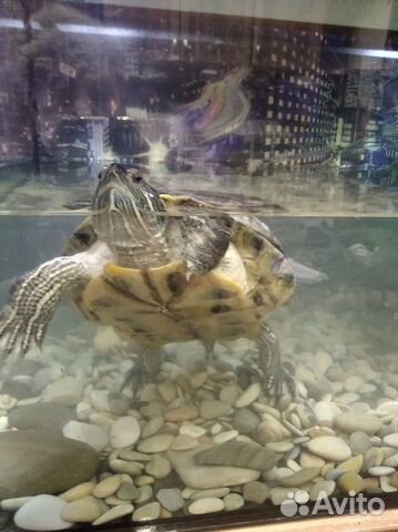 Красноухая черепаха бесплатно