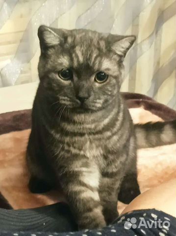 Случка с котом британцем