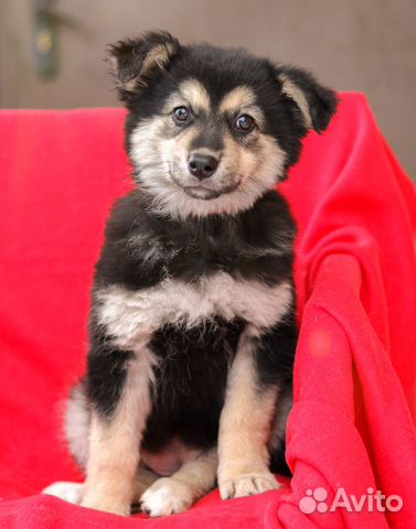 Щенок девочка Малышка 3 мес