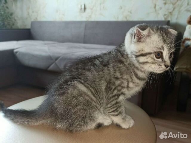 Шотландская вислоухая кошечка