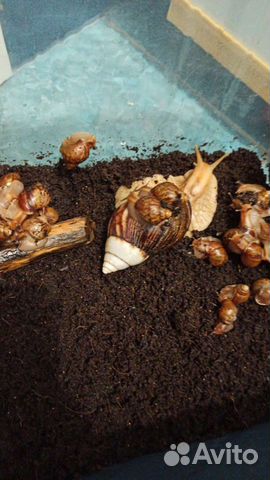 Улитки ахатины бесплатно