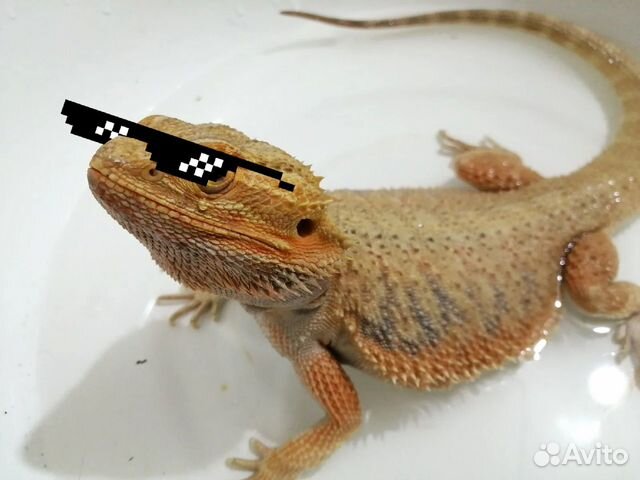 Бородатая агама