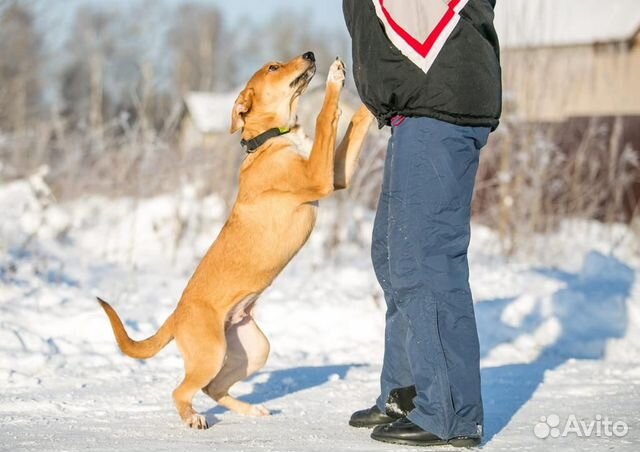 Пристраивается пёс Хуч