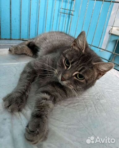Кошка 1, 5 года