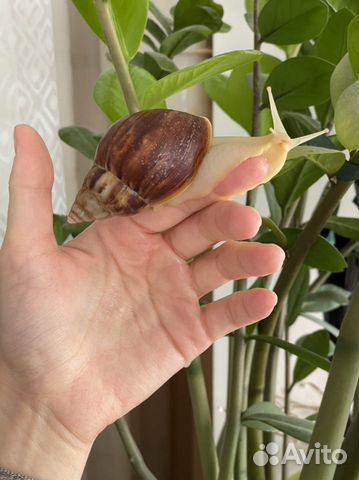 Улитка ахатина подросший детеныш