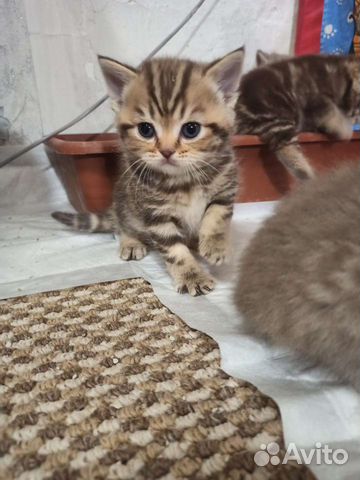 Кошки котята британские