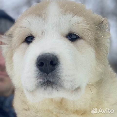 Среднеазиатская овчарка, сука 2 месяца