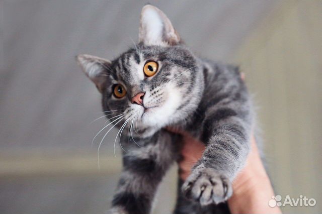 Самый ласковый кот Матроскин