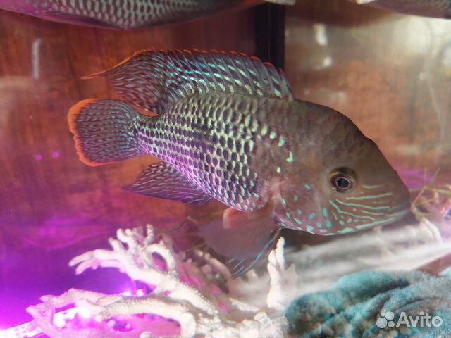 Аквариумные рыбки Акара бирюзовая