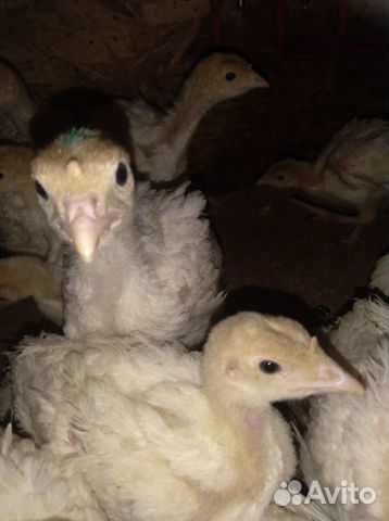 Индюшата, цыплята, утята