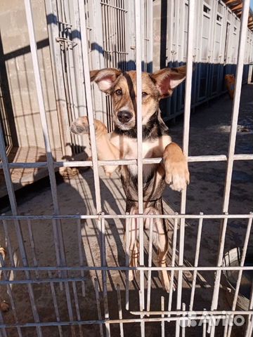 Щенок рэм ищет дом