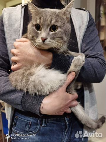 Кот Тимоша ищет дом